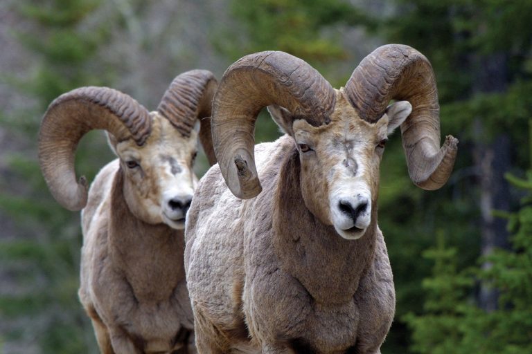 Kamchatka Snow Sheep | Hunting Experience